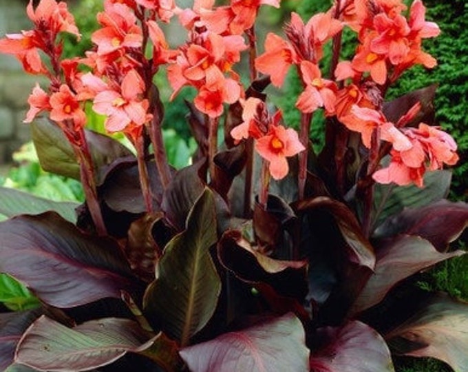 Angelique Semi Dwarf Canna Lily Bulb Tuber - Etsy
