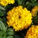 Seeds Lemon Drop French Marigold - Etsy