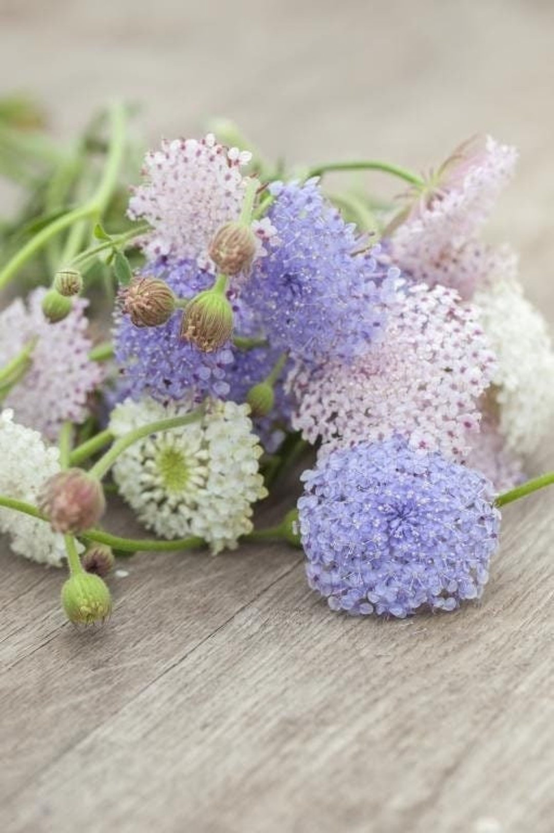 Seeds - Didiscus Blue Lace Flower Mix - Etsy