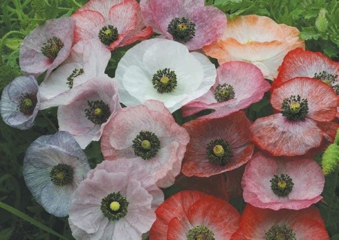 Seeds Mother of Pearl Poppy - Etsy