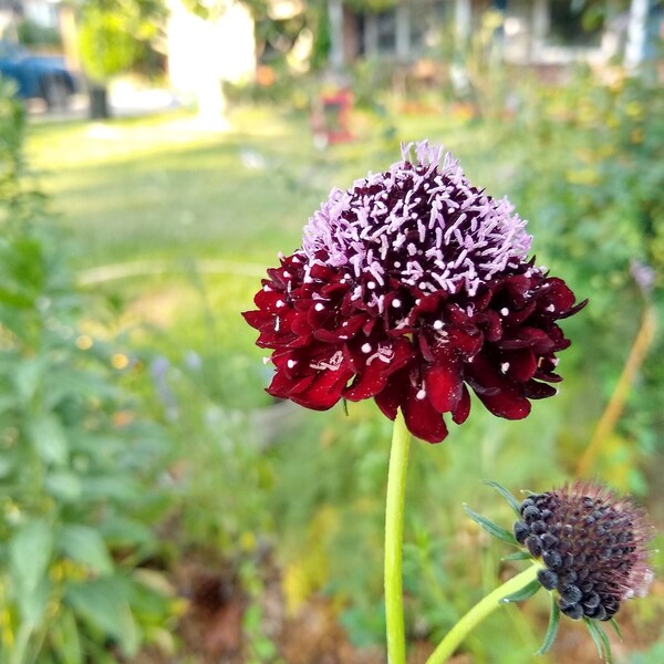 Black Knight Scabiosa - Etsy