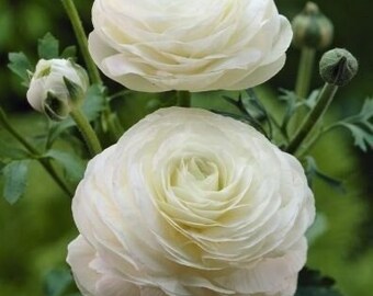 White Ranunculus - Etsy