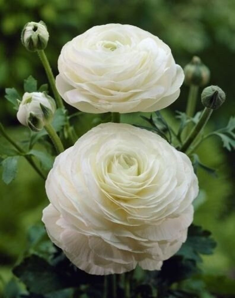 Ranunculus Aviv White Corm Bulb - Etsy
