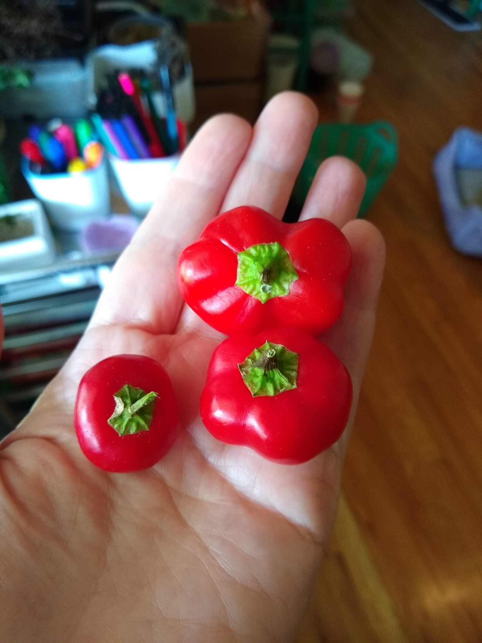 Seeds Mini Red Bell Pepper - Etsy