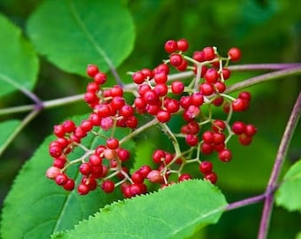 Red Elderberry Tree/ Shrub Seeds sambucus Racemosa european Red ...
