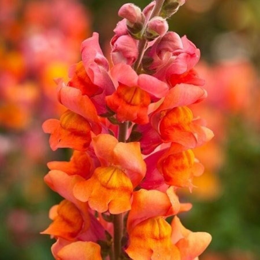 Seeds Overture Deep Orange Snapdragon - Etsy
