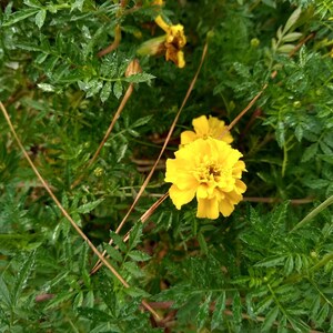 Seeds Lemon Drop French Marigold - Etsy