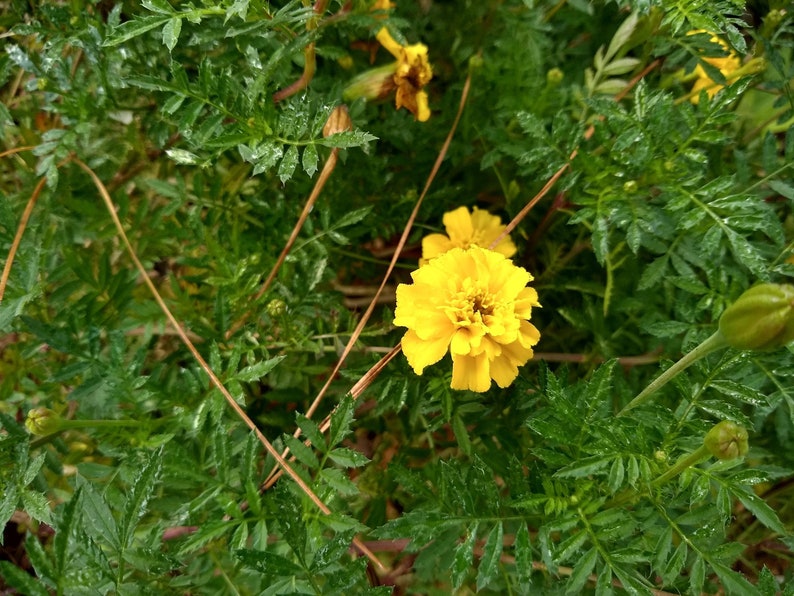 Seeds Lemon Drop French Marigold - Etsy
