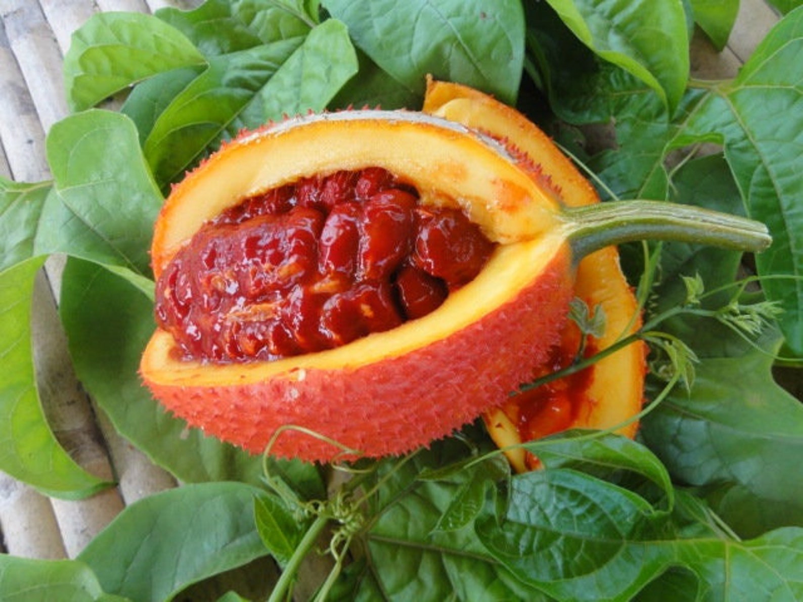 Seed Gac Melon Spiny Gourd Melon - Etsy New Zealand