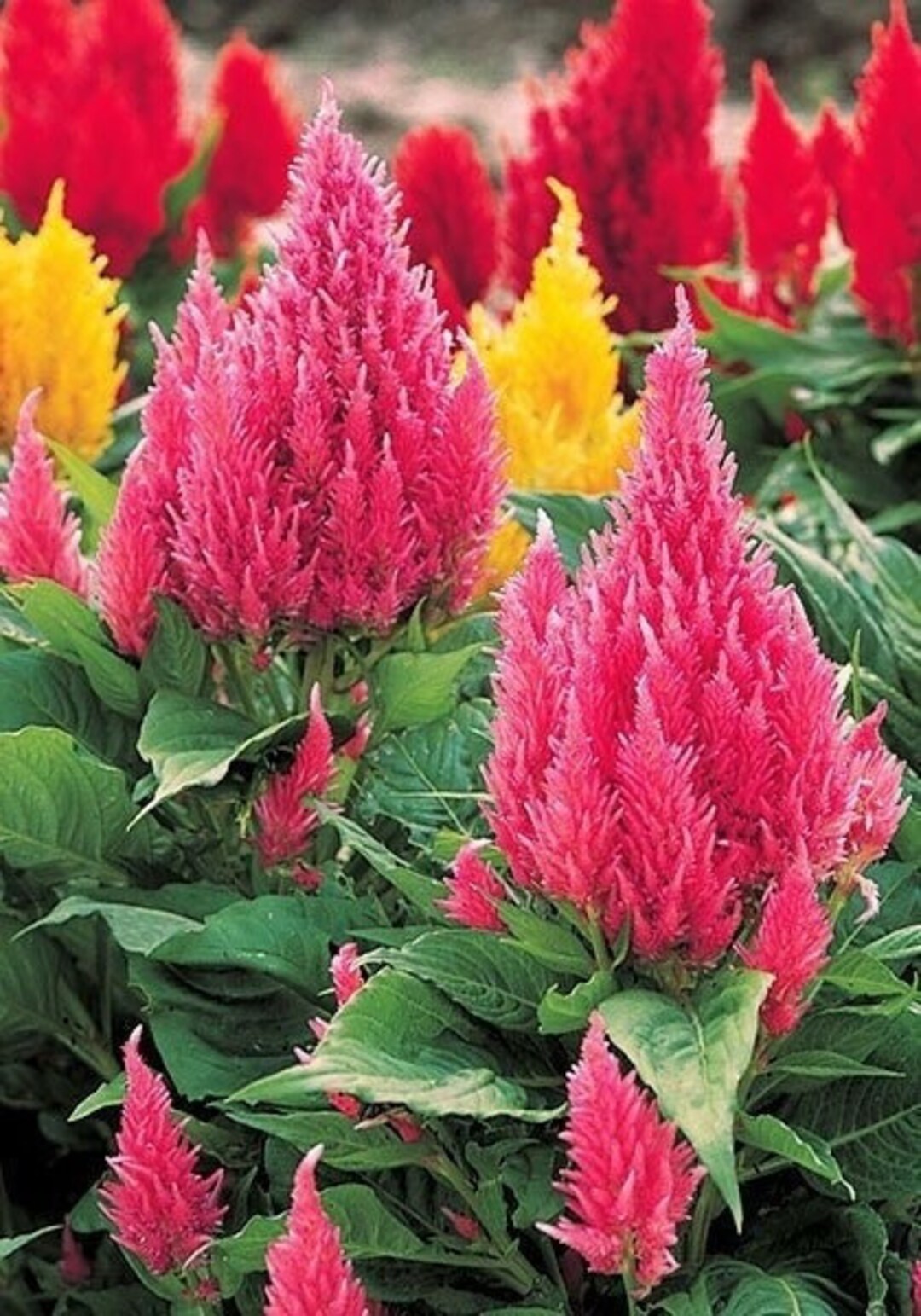 Seeds Castle Pink Dwarf Celosia Cockscomb - Etsy