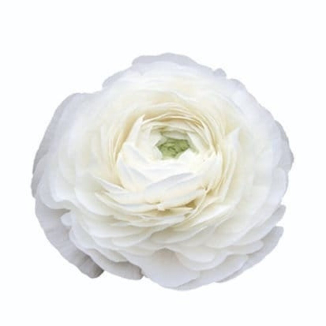 Bianco 200b Elegance Ranunculus Larger Sized Corm Bulb - Etsy