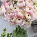 Chamallow Amandine Ranunculus Large 5/7 Corms Bulbs - Etsy