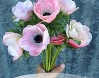 Italian Anemone Mistral Plus Rarity Corms Shipping October - Etsy