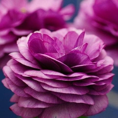 Ranunculus Aviv Rose Corm Bulb - Etsy