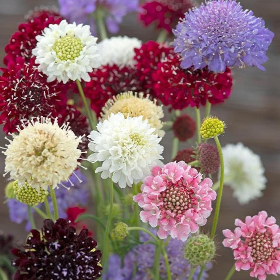 Seeds Scabiosa Formula Mix Scabious Pincushion Flower - Etsy