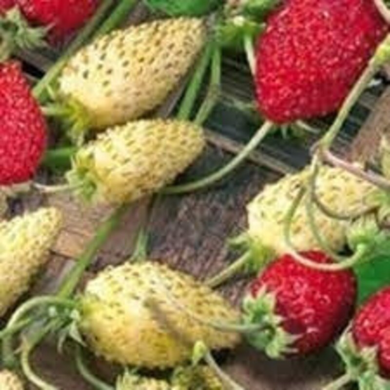 Alpine Strawberry - Etsy