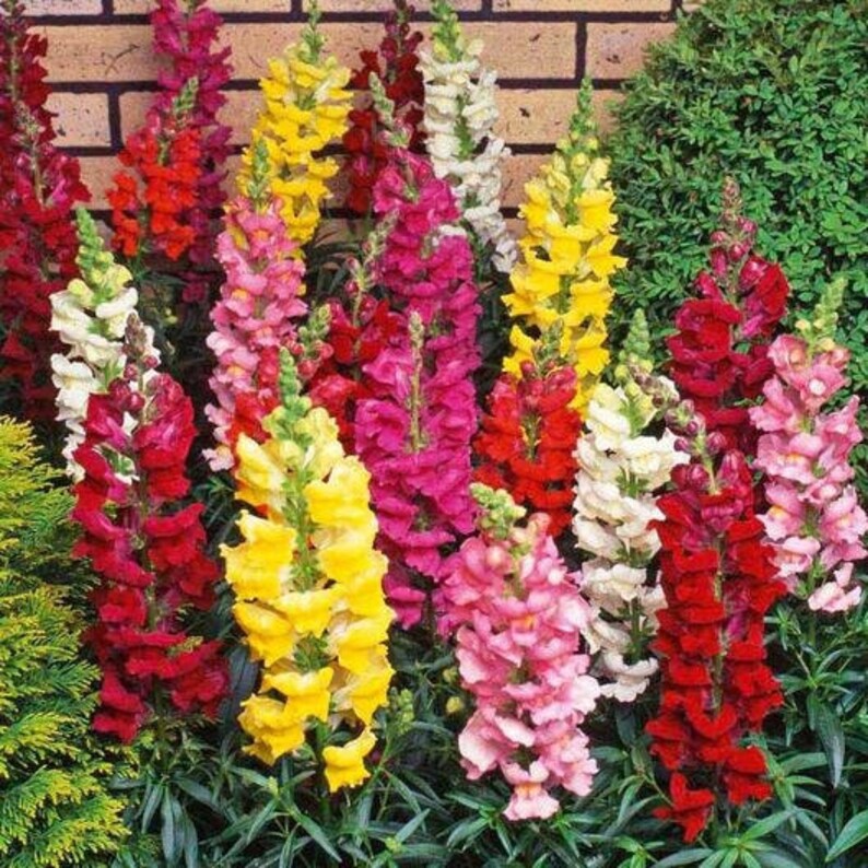 Seeds Snapdragons Assorted Colors - Etsy