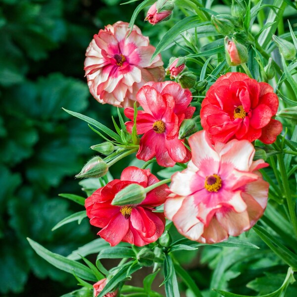 Ranunculus - Etsy