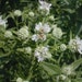 Anemone Mistral Levante Mix Corm Bulb - Etsy
