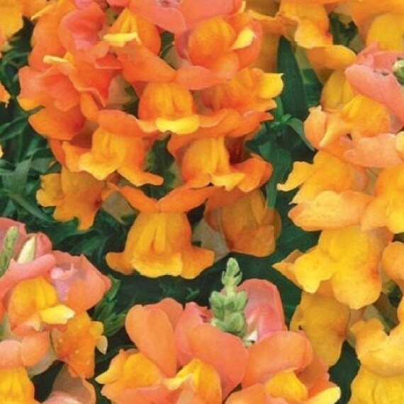 Snapdragon Snapshot Autumn Mix