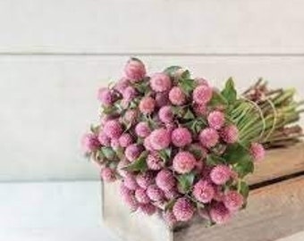 Raspberry Cream Globe Amaranth Flower Seeds gomphrena Globosa Untreated ...