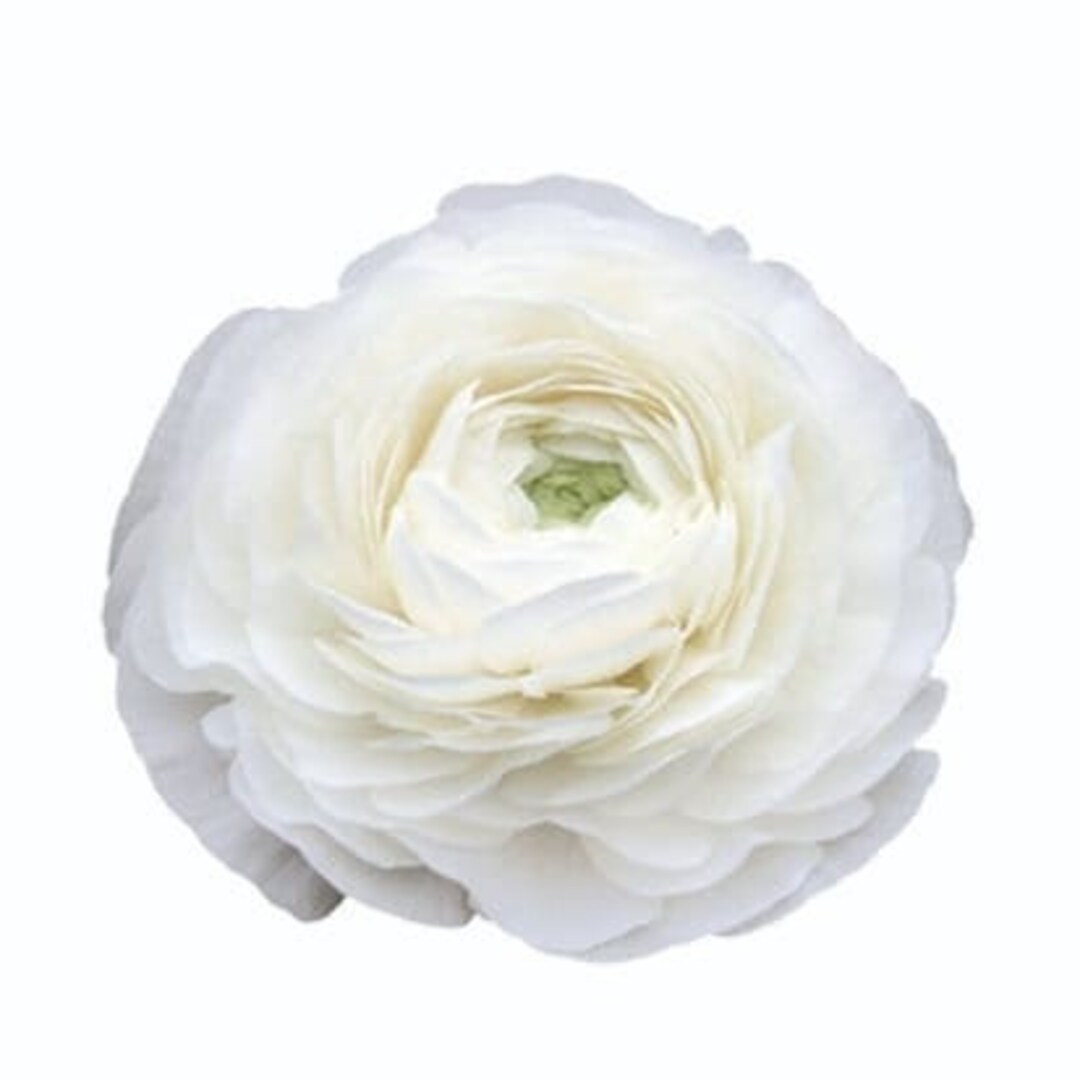Bianco 200b Elegance Ranunculus Larger Sized Corm Bulb - Etsy