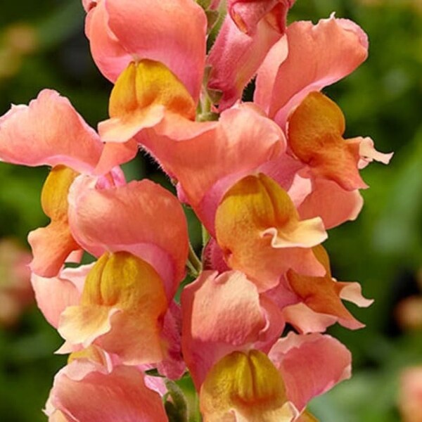 Pink Snapdragons - Etsy