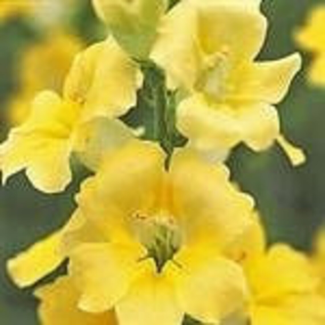Seeds Snapdragons Chantilly Cream Yellow - Etsy