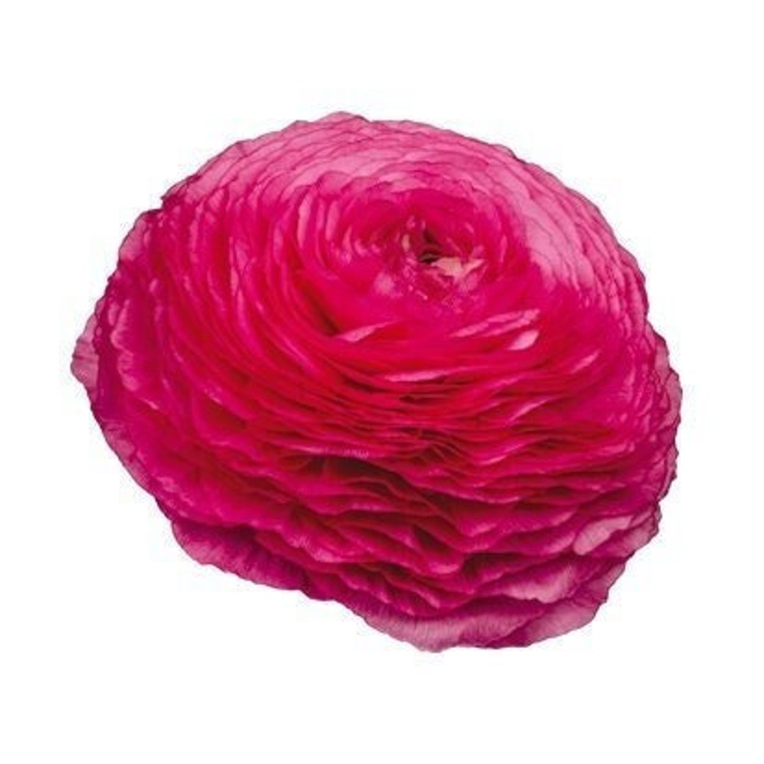 Rosa Scuro Elegance Ranunculus Corm Bulb - Etsy