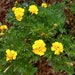Seeds Lemon Drop French Marigold - Etsy