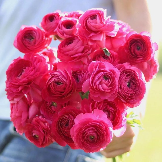 Hot Pink Ranunculus