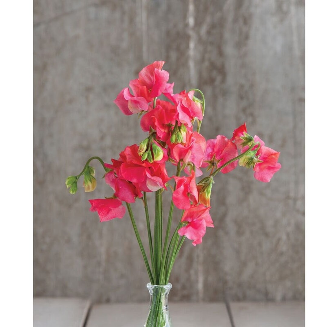 Seeds - Elegance Salmon Rose Sweet Pea - Etsy