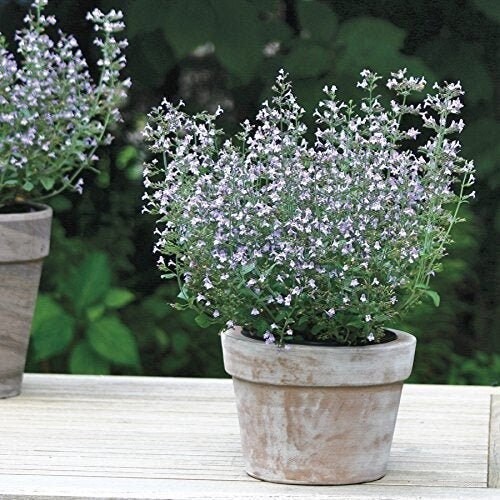 Seeds Calamint - Etsy