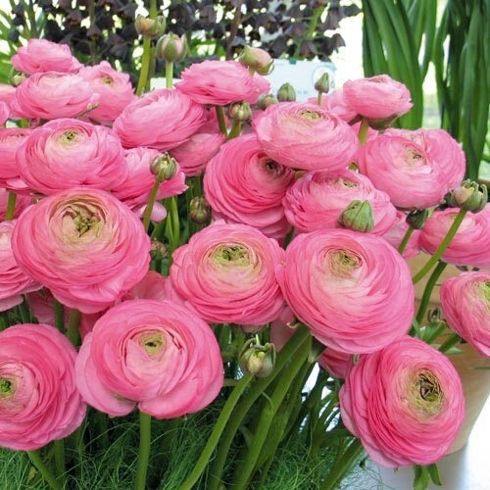 Ranunculus Aviv Rose Corm Bulb - Etsy