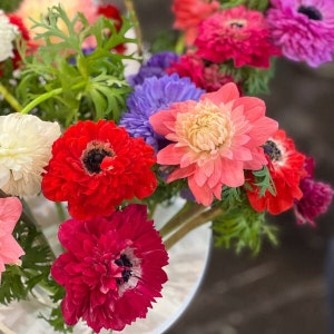Anemone Mistral Levante Mix Corm Bulb - Etsy
