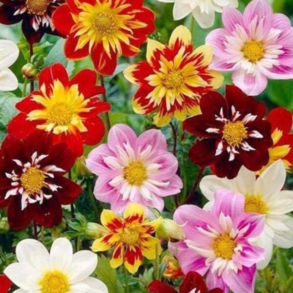Dahlia Seed - Etsy