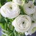 Butterfly Ranunculus Hades Corm Bulb - Etsy