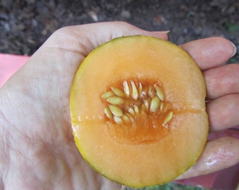 Minnesota Midget Heirloom Melon, 10 Seeds, Super Sweet Fruit, Non GMO ...