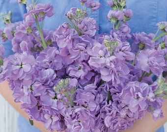 100 Stock Seeds Matthiola Column Lilac Lavender Matthiola Seeds - Etsy
