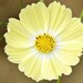 Seeds Xanthos Yellow Cosmos - Etsy