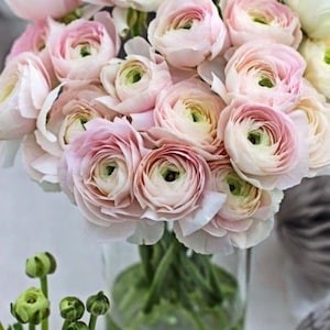 Chamallow Amandine Ranunculus Large 5/7 Corms Bulbs - Etsy