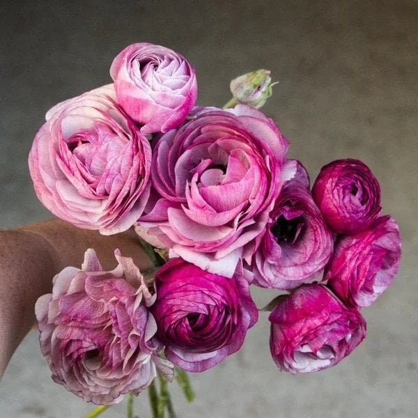 Mini Ranunculus - Etsy