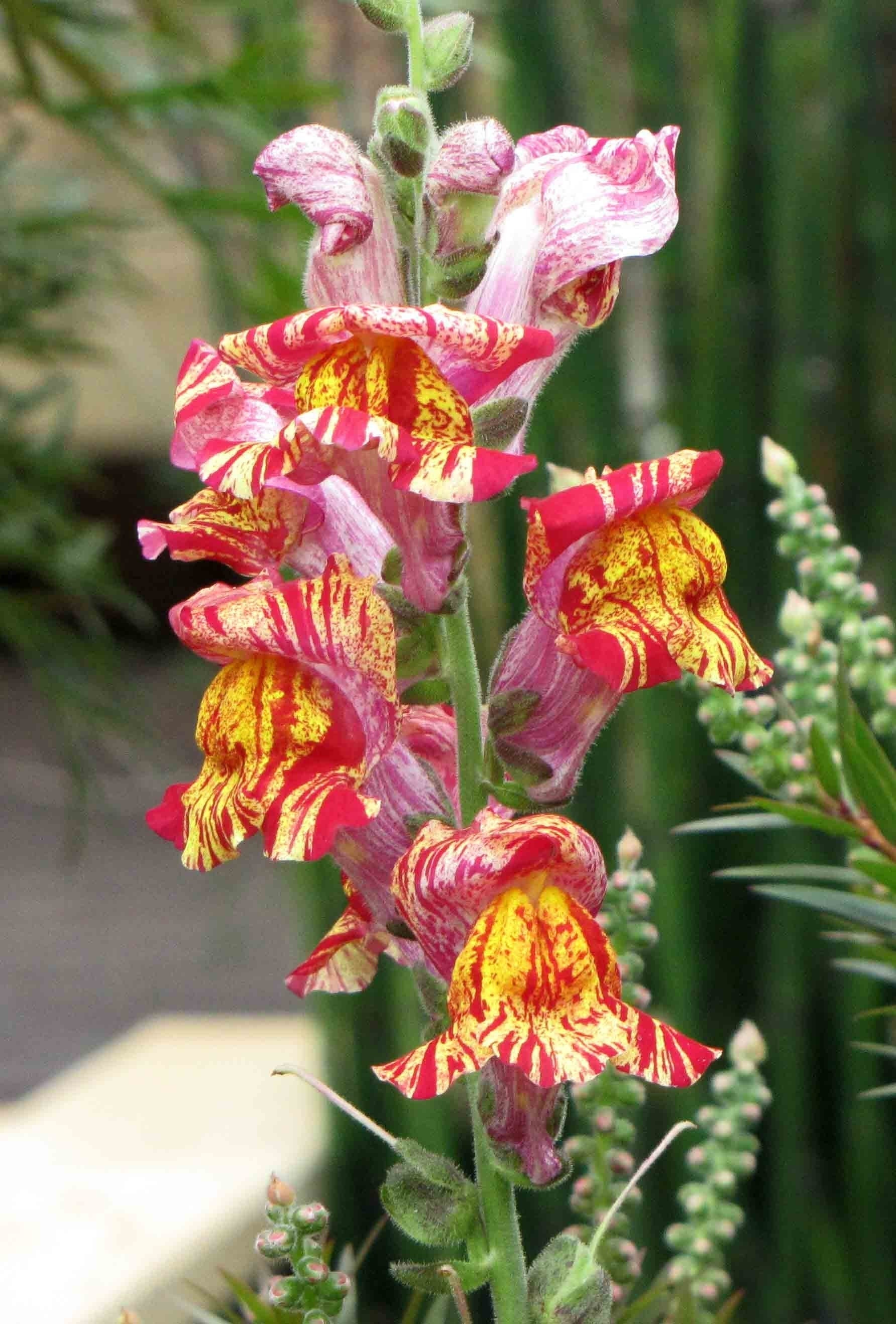 Snapdragon Flower Skull