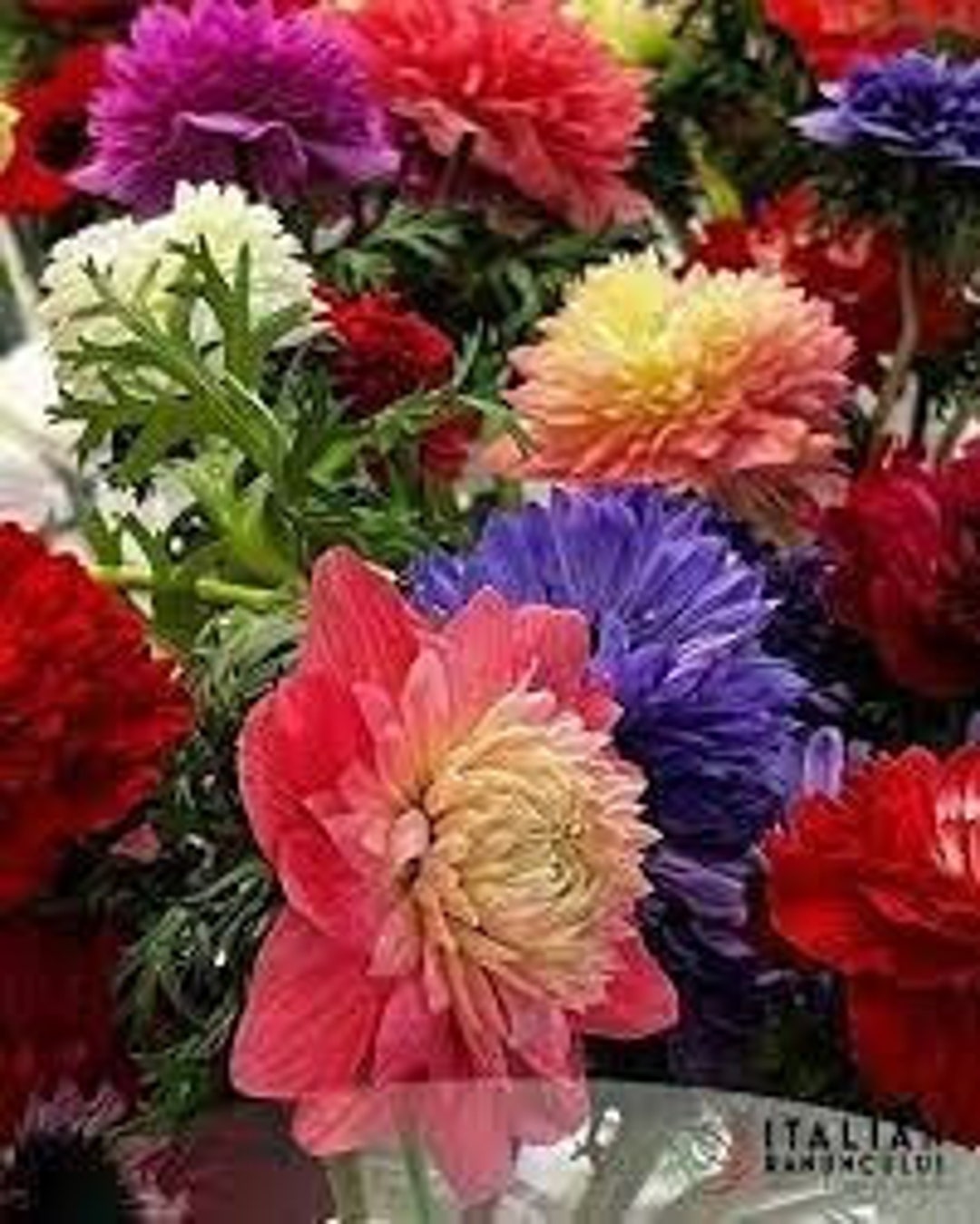 Anemone Mistral Levante Mix Corm Bulb - Etsy