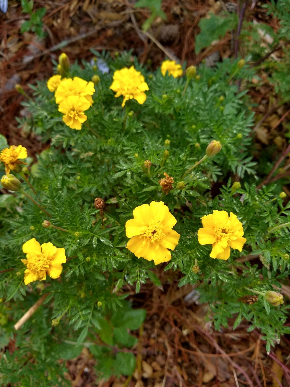 Seeds Lemon Drop French Marigold | Etsy