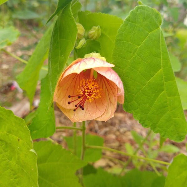 Abutilon - Etsy