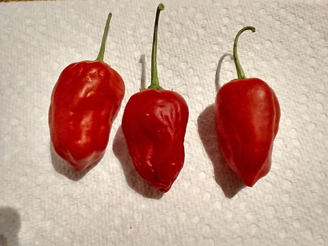 Seeds Aji Rainforest Pepper - Etsy