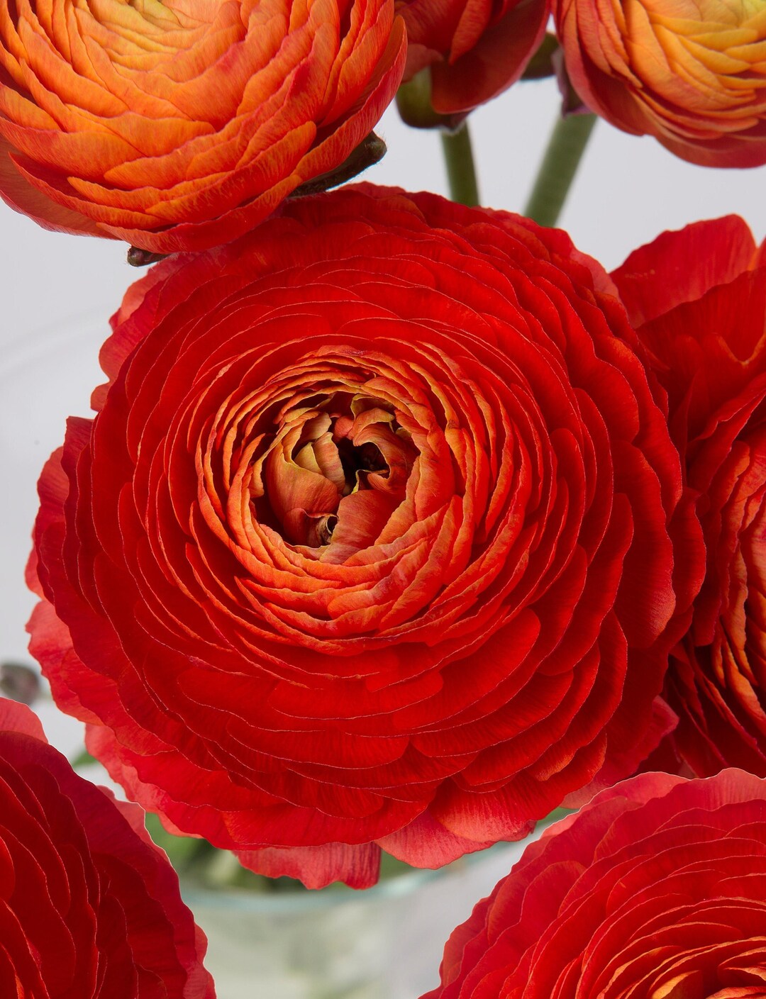 Romance Curios Ranunculus Corm Bulb - Etsy