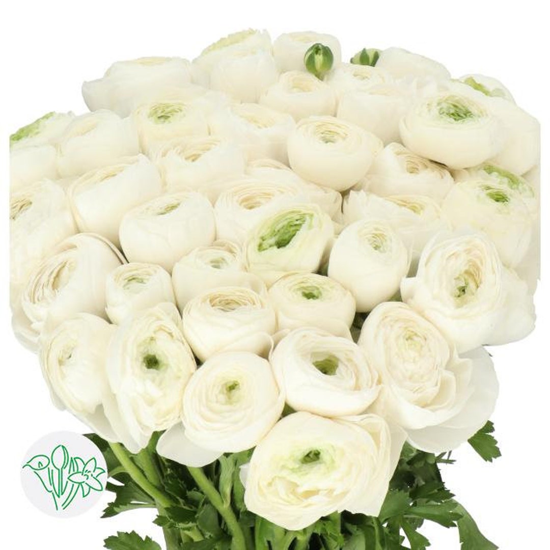 Live Plant White Angel Cloni Ranunculus Potted - Etsy