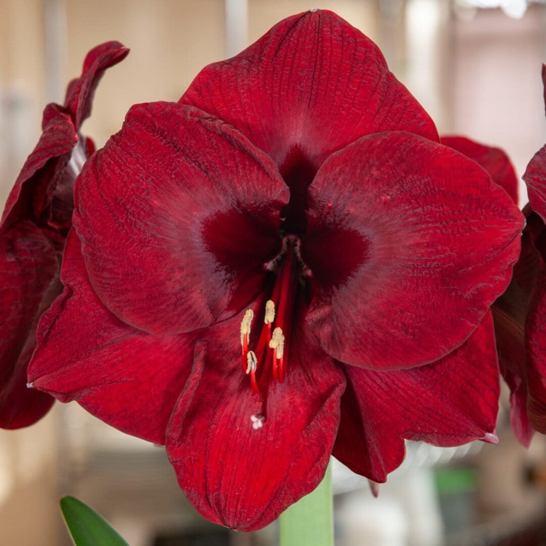 Mandela Deep Red Amaryllis Bulb - Etsy